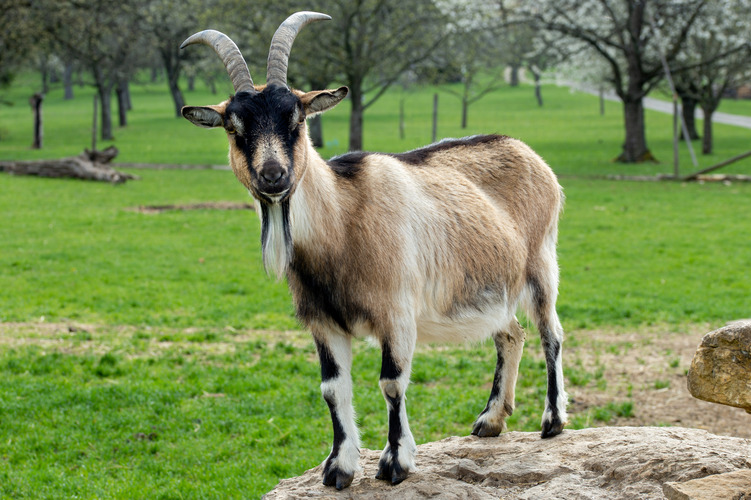 Dehorning Goats: The What and Why - Goat Journal